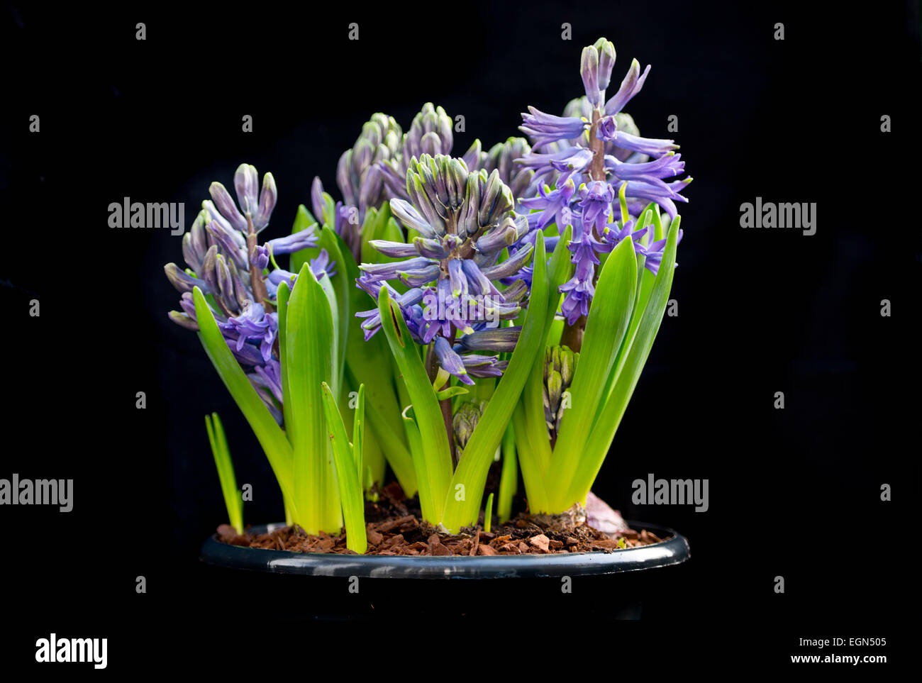 blue purple flower bud hyacinths Hyacinthus orientalis Stock Photo - Alamy