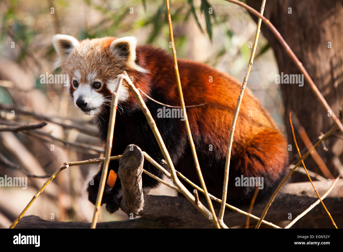 A Red Panda Stock Photo - Alamy