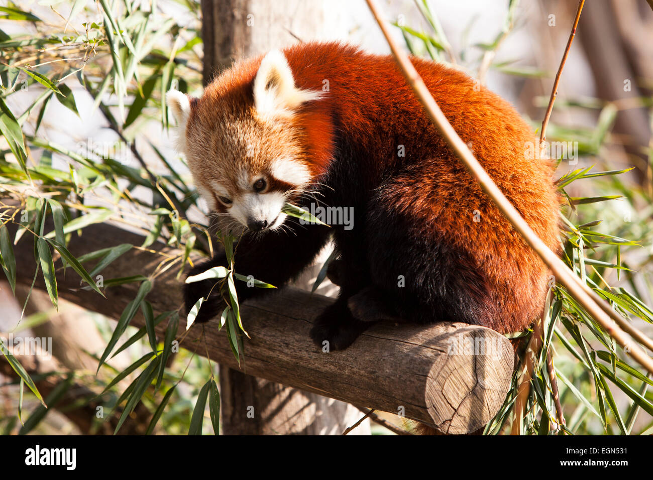 A Red Panda feeding at a bush of bamboo Stock Photo - Alamy
