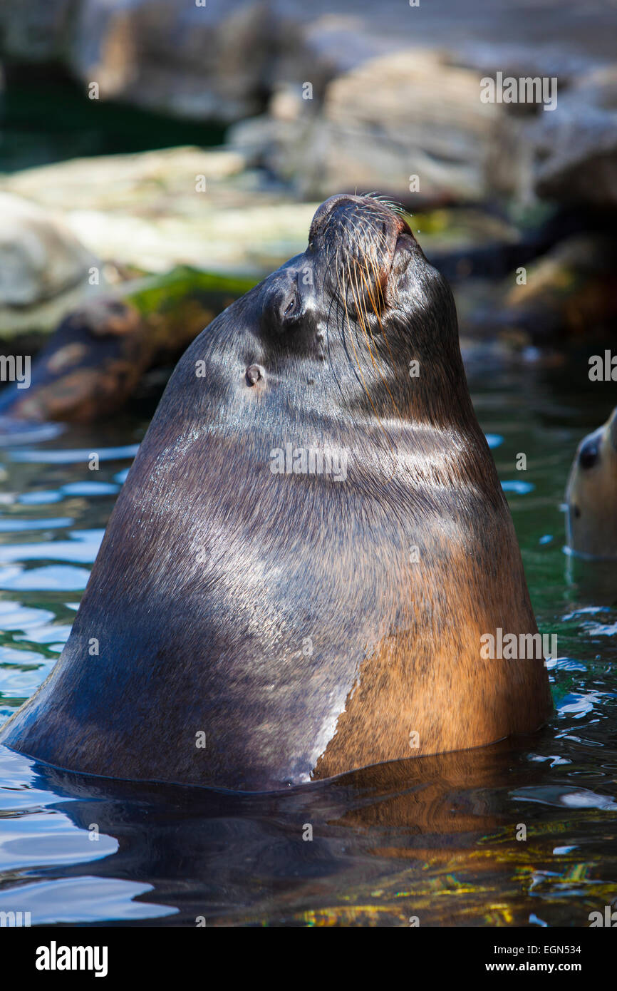 Upright seal swimming Stock Photo - Alamy