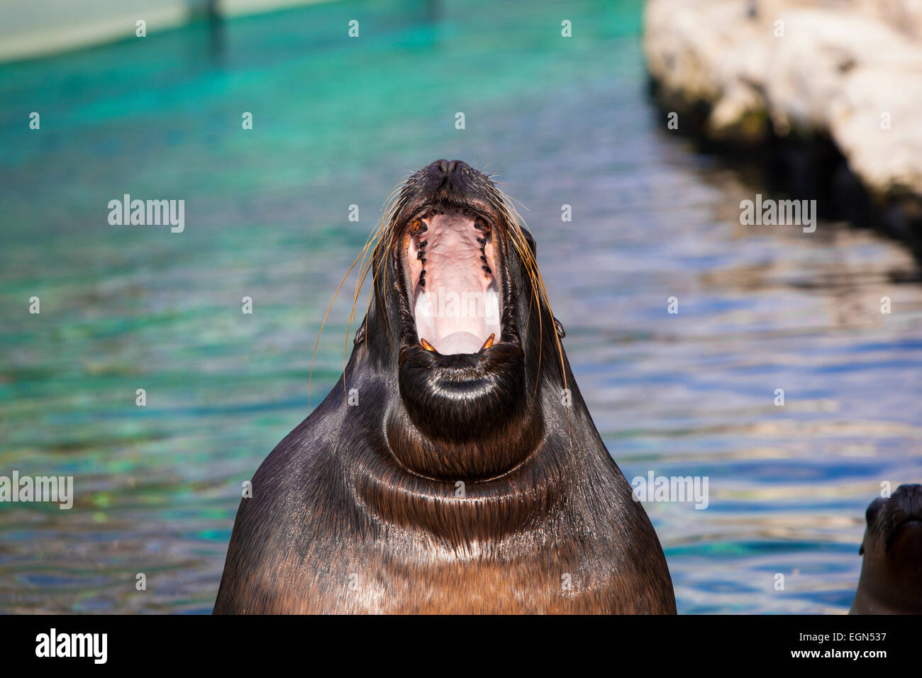 Seal with mouth open hi-res stock photography and images - Alamy