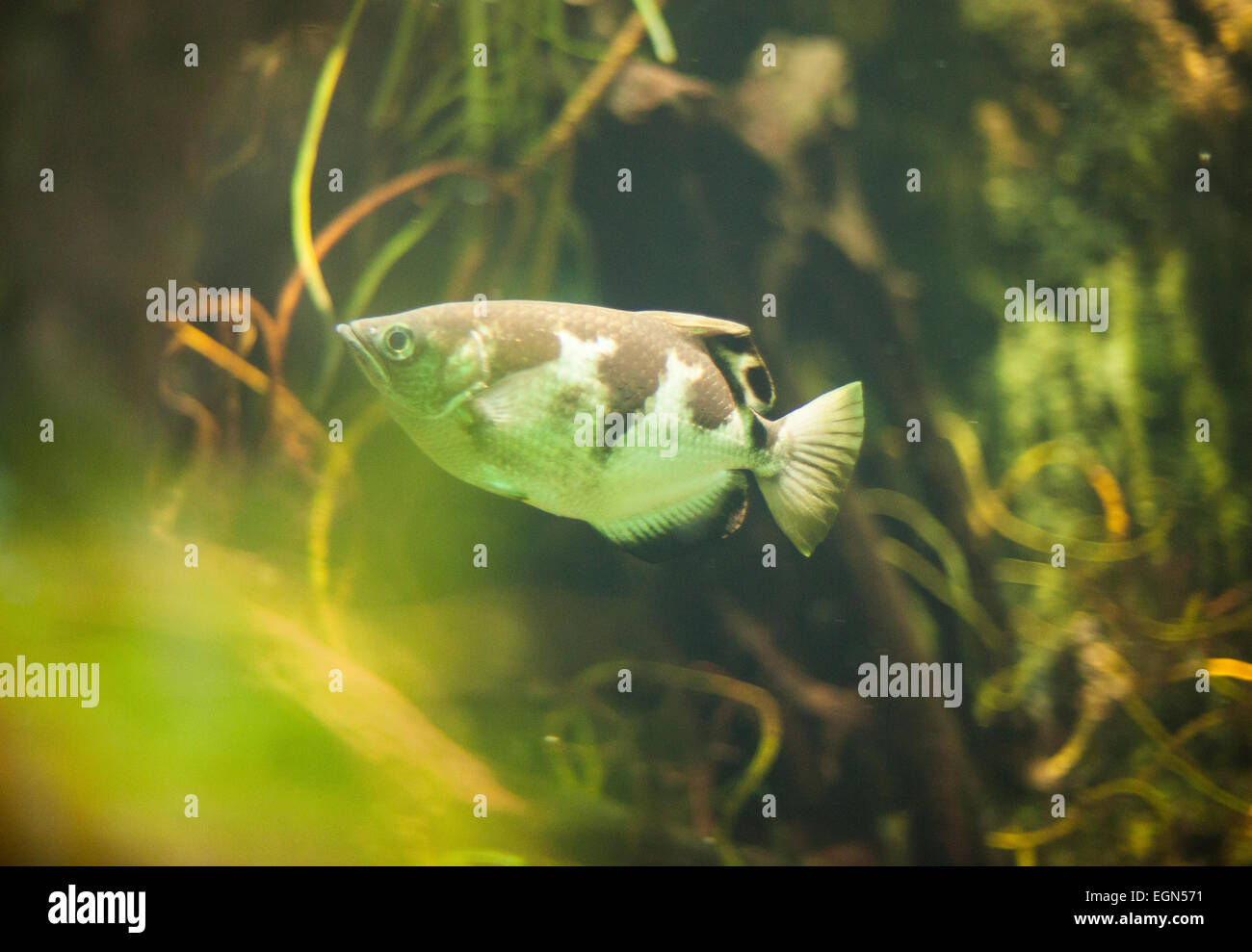 Angler fish swimming in motion underwater Stock Photo - Alamy