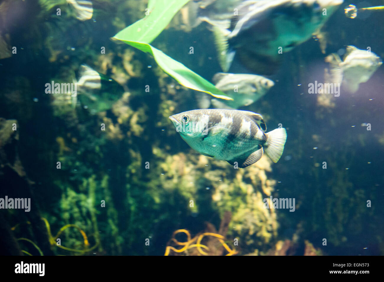 Angler fish swimming in motion underwater Stock Photo - Alamy