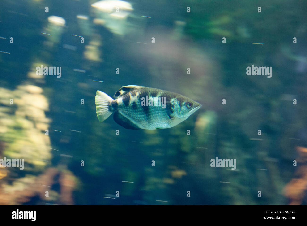 Angler fish hi-res stock photography and images - Alamy