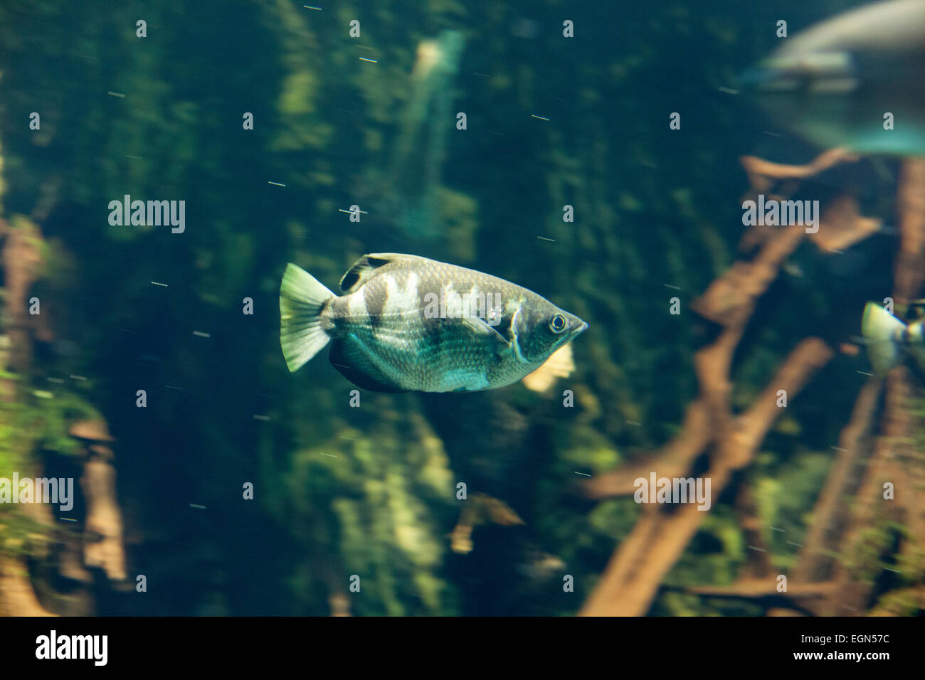 Angler fish swimming in motion underwater Stock Photo - Alamy