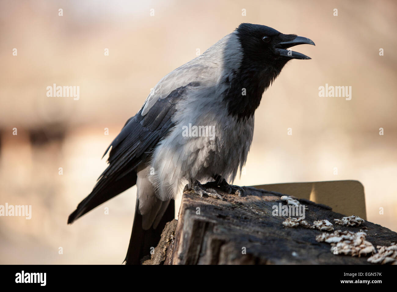 Crow sitting on a stem Stock Photo - Alamy