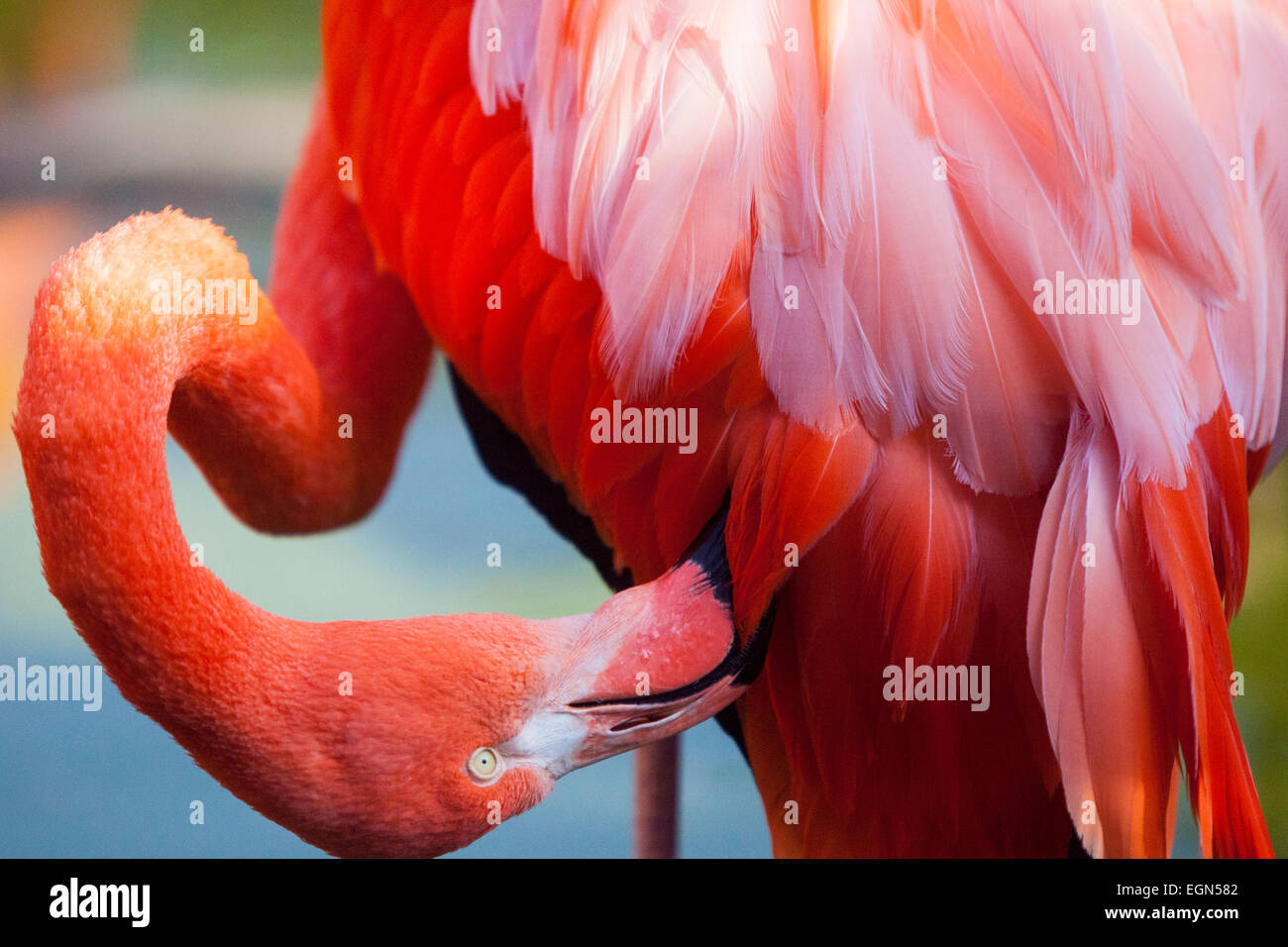 Flamingo cleaning its feathers Stock Photo - Alamy