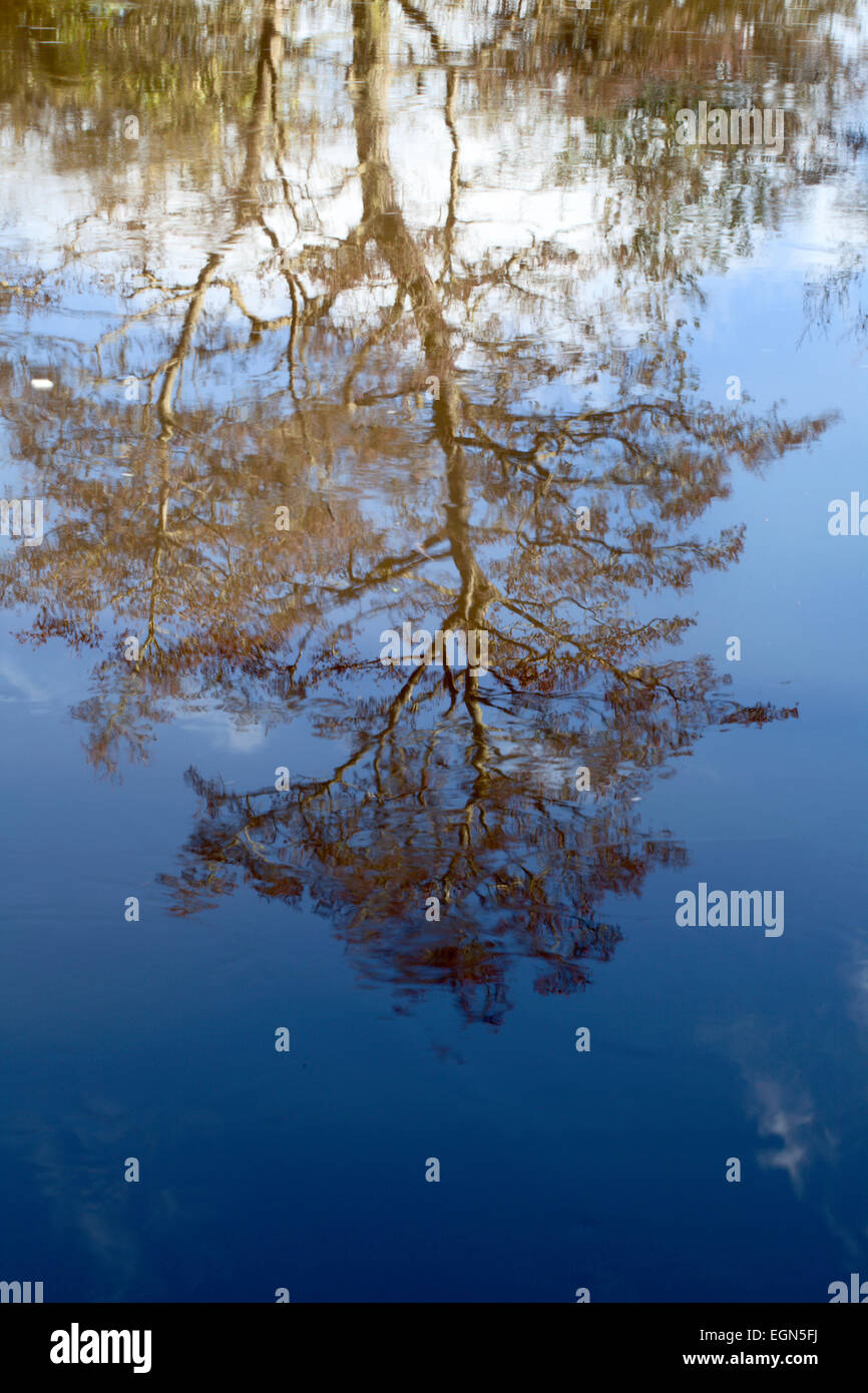 Winter Tree Reflections in the River Nidd at Knaresborough North ...