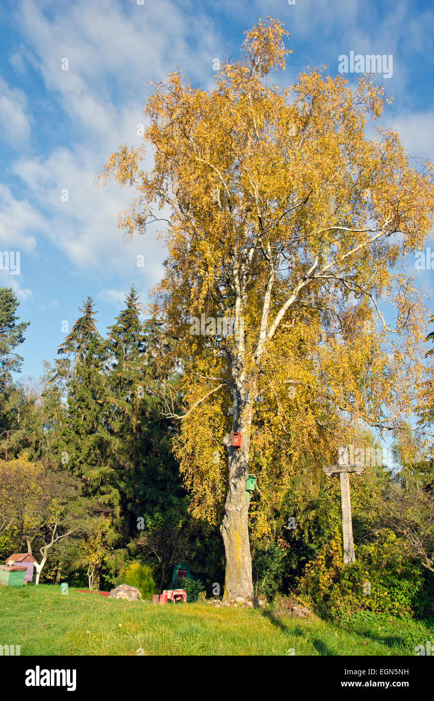 Birch tree garden hi-res stock photography and images - Alamy