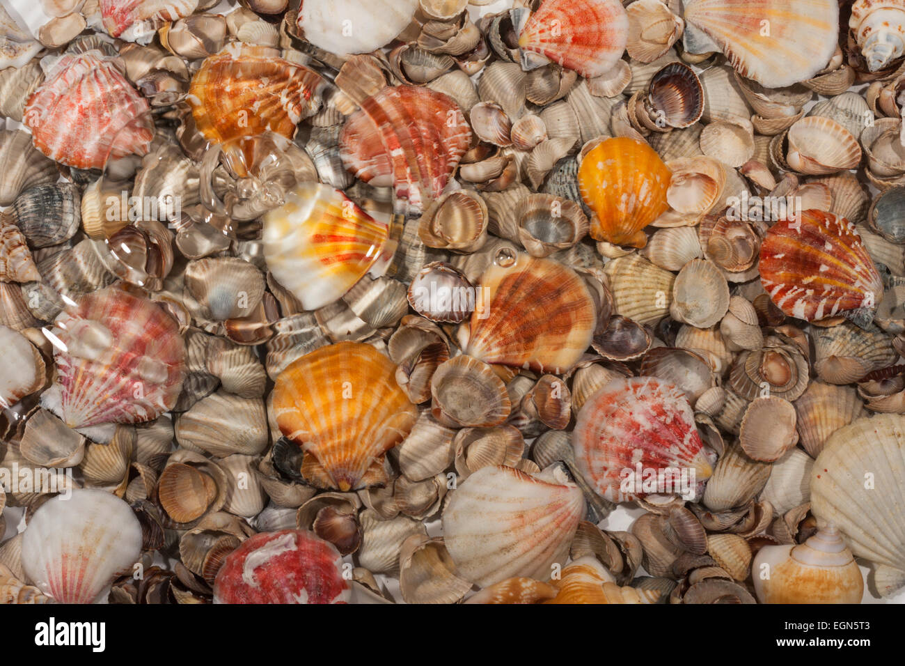 Seashells under water during rain, as background Stock Photo - Alamy