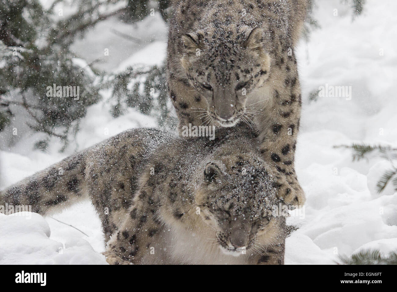 Snow leopards hi-res stock photography and images - Alamy