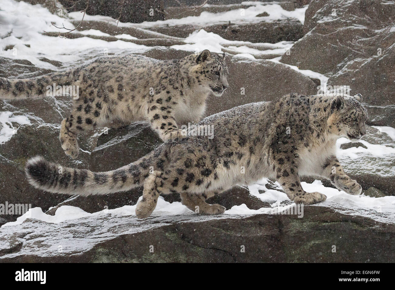 Snow leopards hi-res stock photography and images - Alamy