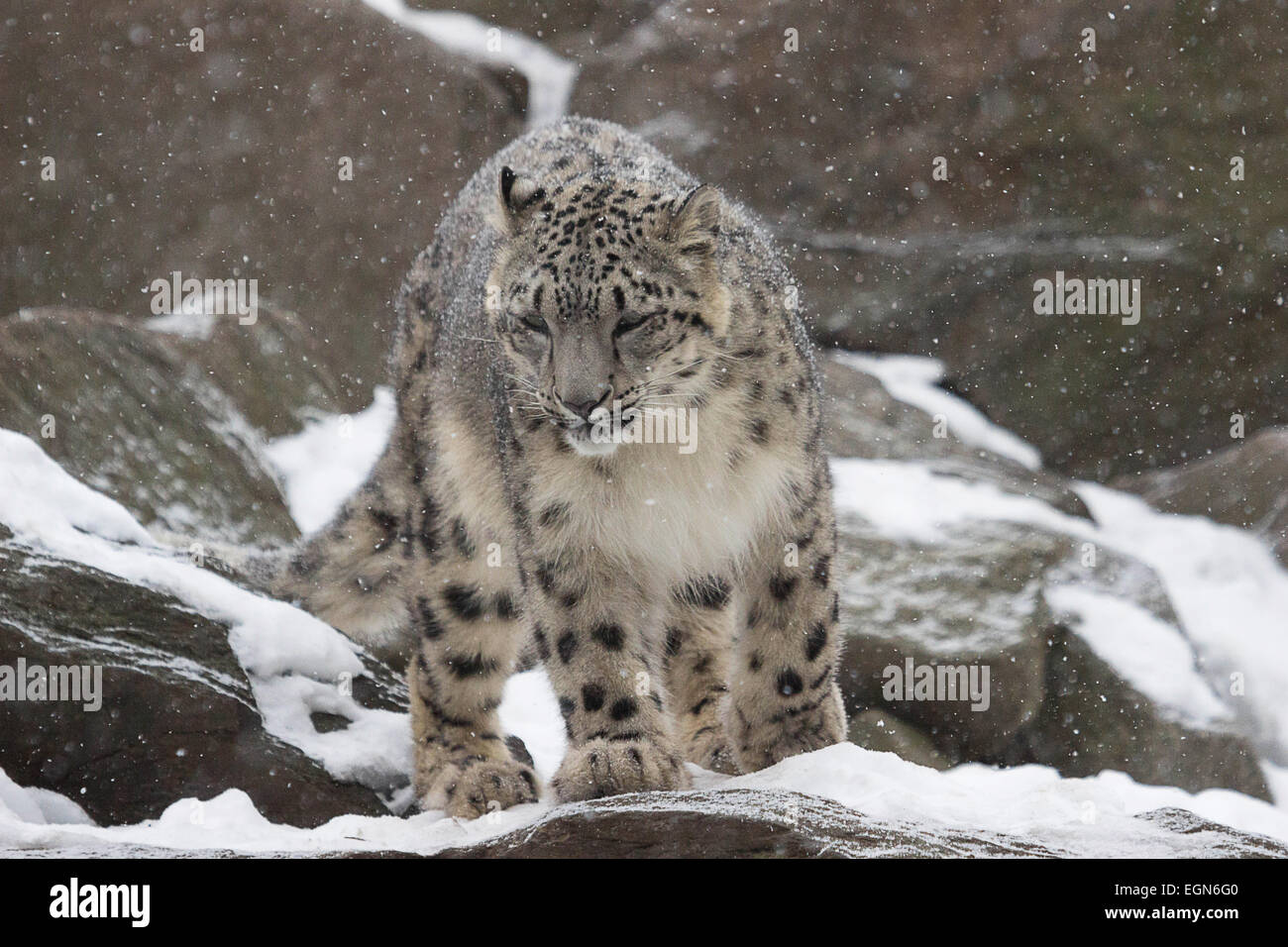 Snow leopard- A young snow leopard watches below for any movement Stock ...