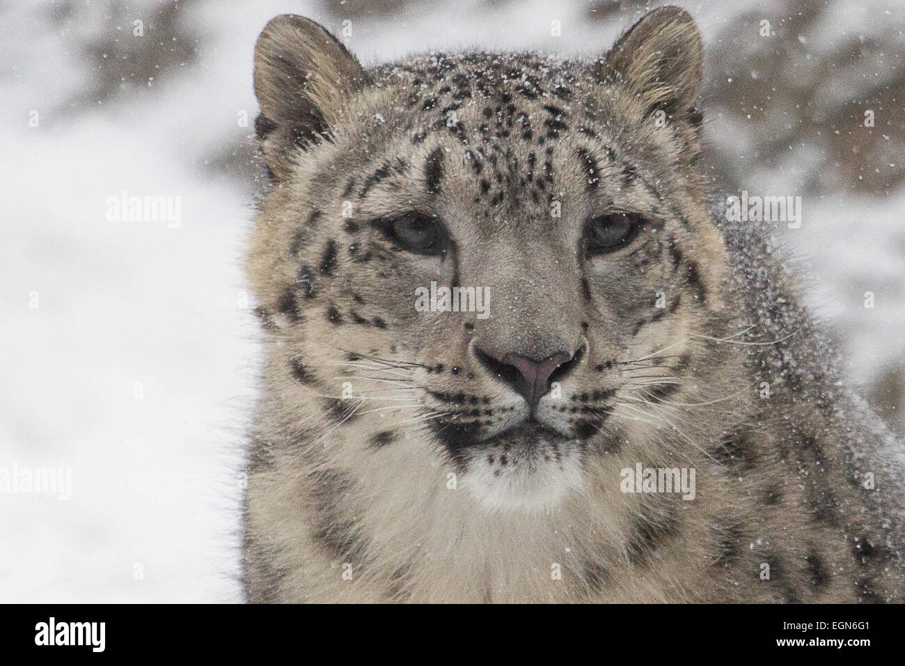 Snow Leopard- A snow leopard stares off in the distance at something ...
