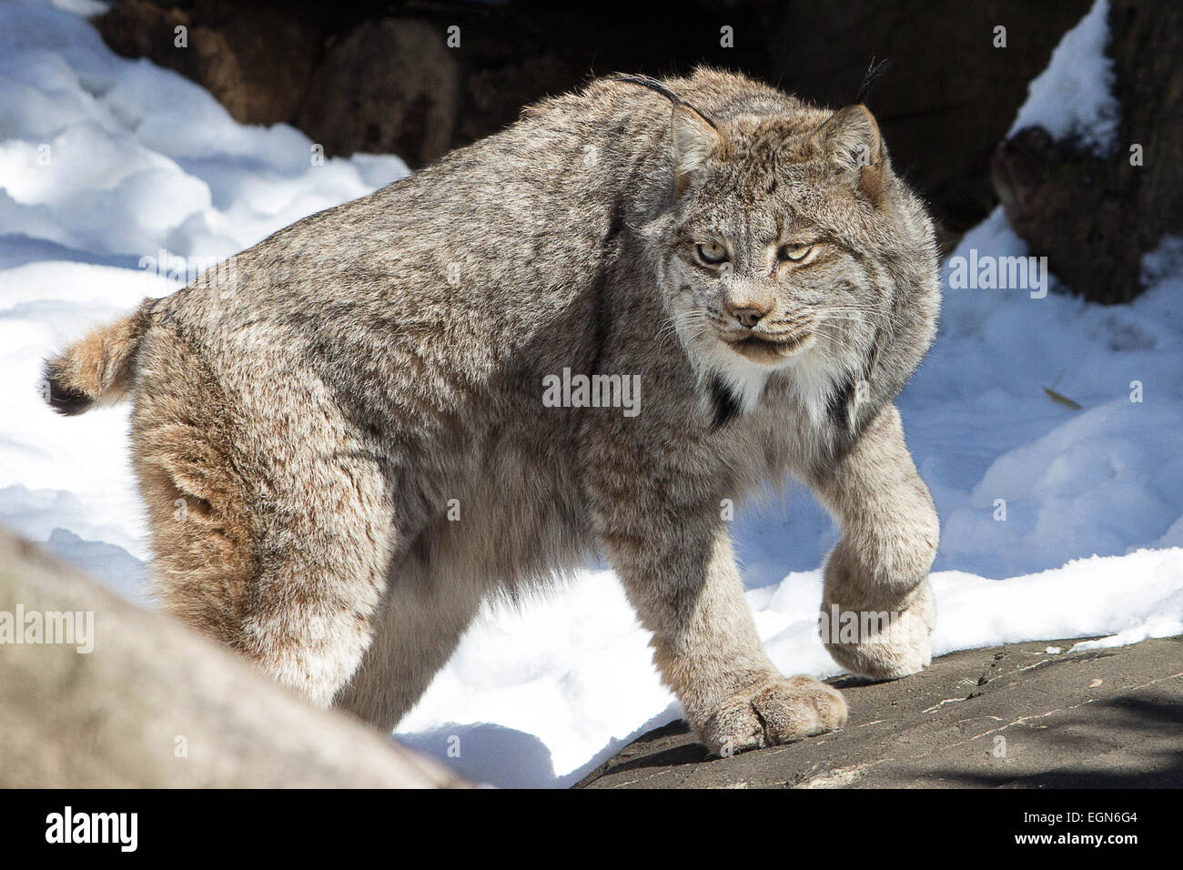 Canadian Lynx High Resolution Stock Photography and Images - Alamy