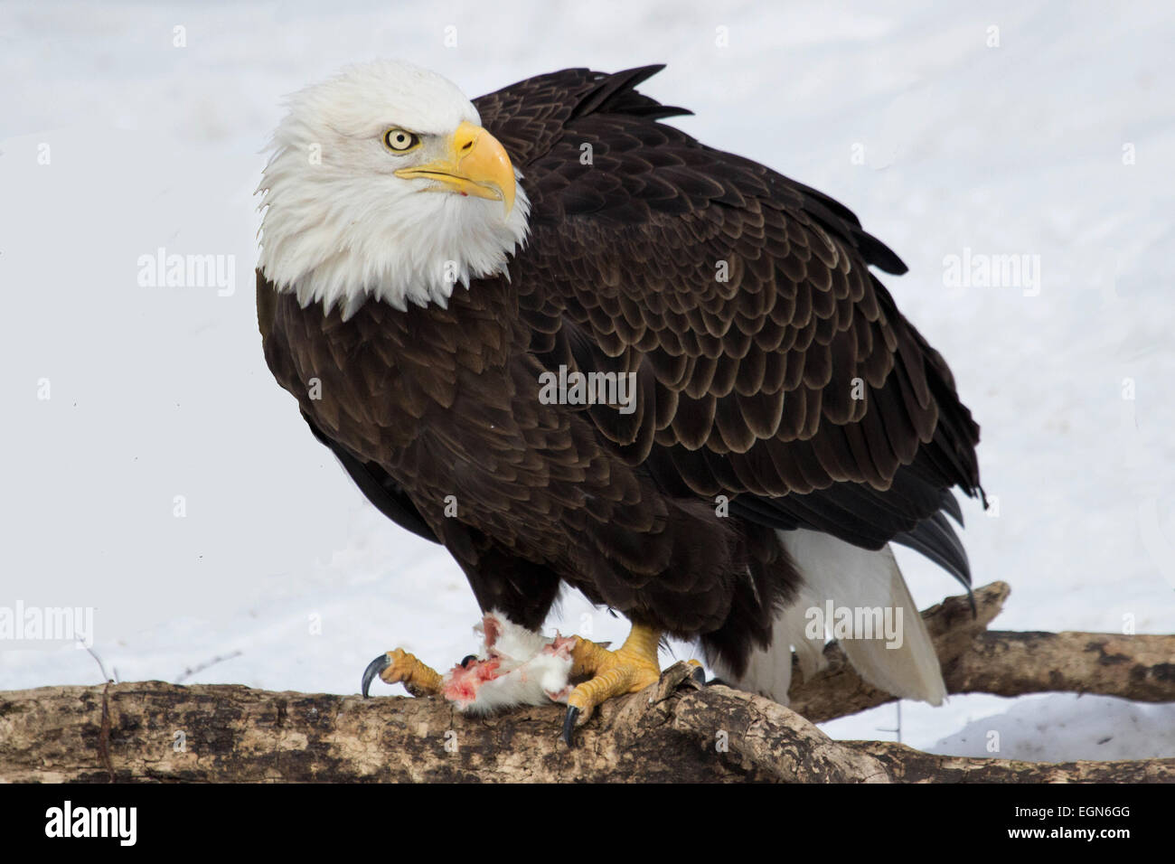 Eagle Eating Prey High Resolution Stock Photography and Images - Alamy