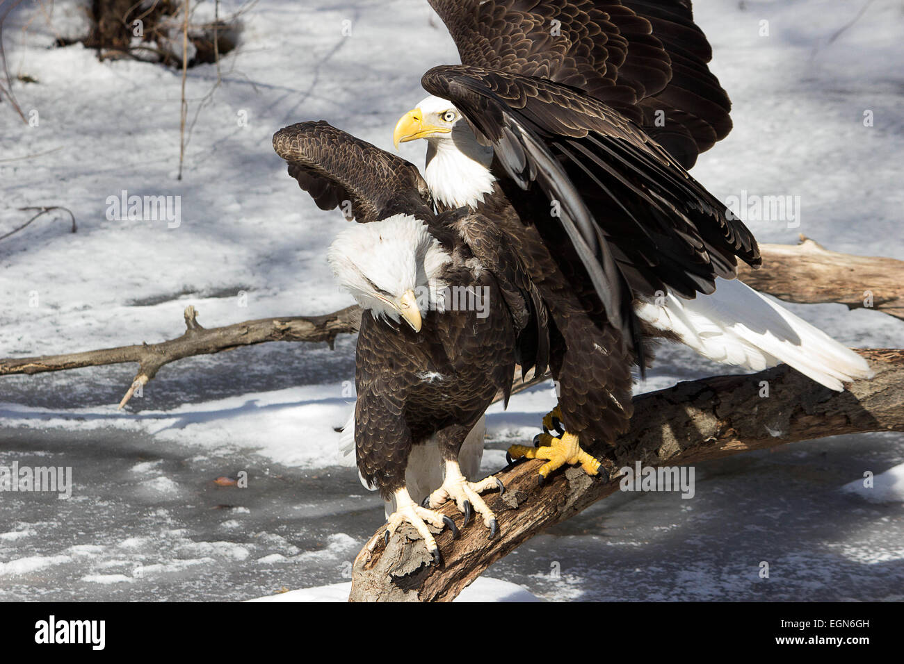 Intimidation- A younger more agressive bald eagle tries to push aside ...