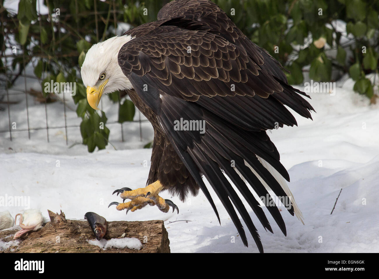 Dinner Table- A bald eagle prepares to land on a log 'filled with food ...