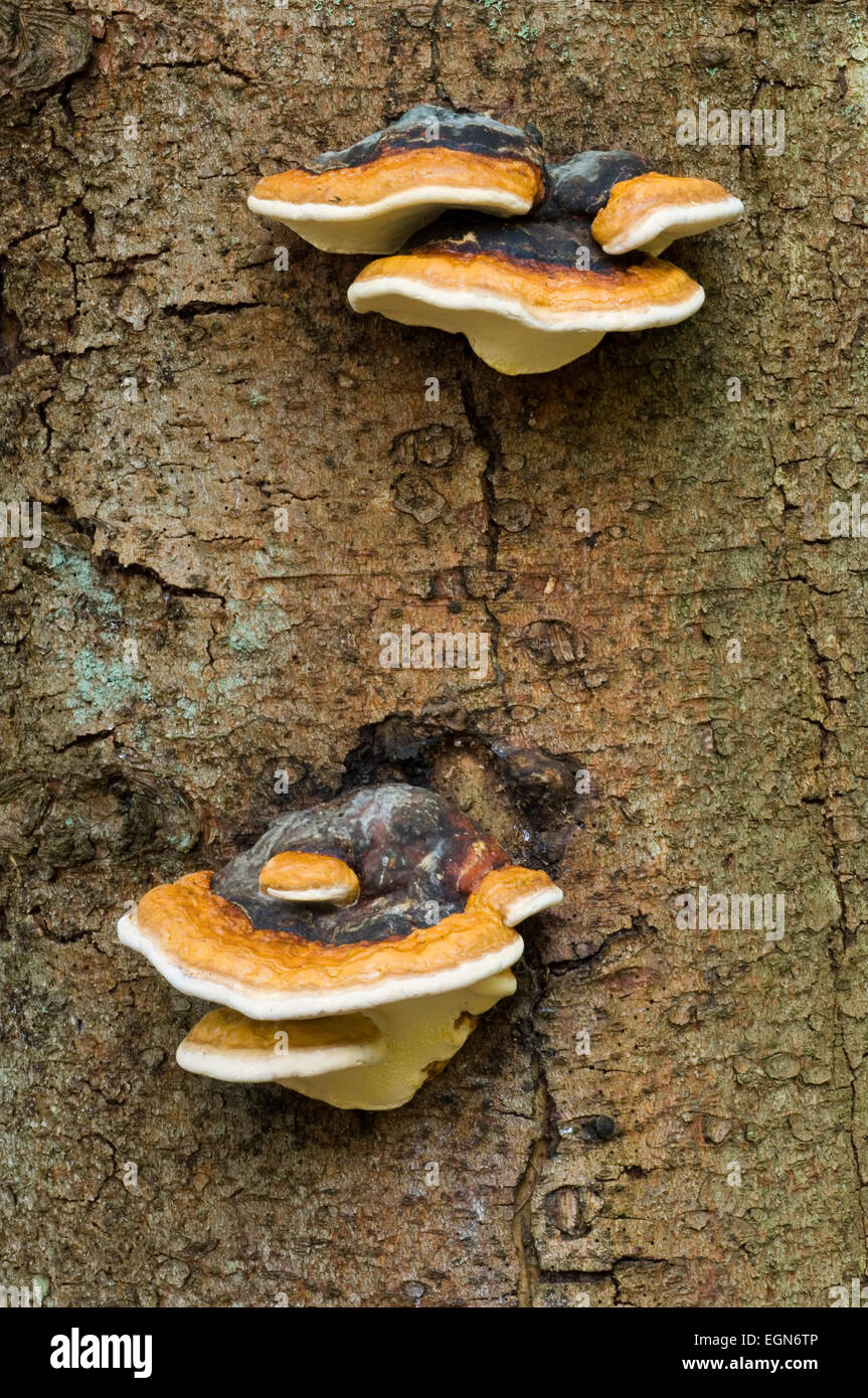 Late fall polypore / resinous polypore / benzoin bracket (Ischnoderma ...