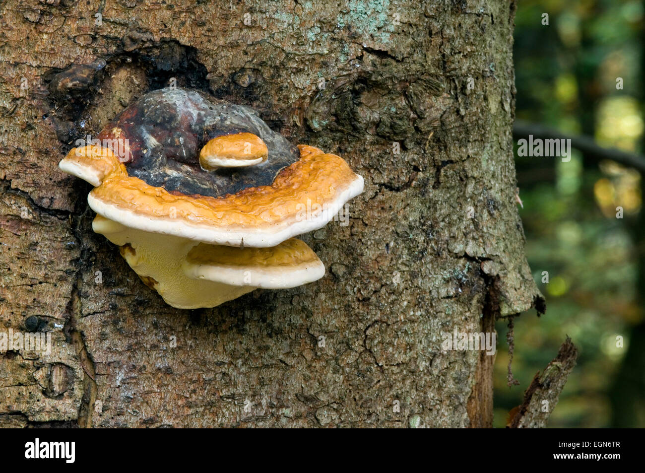 Late fall polypore / resinous polypore / benzoin bracket (Ischnoderma ...