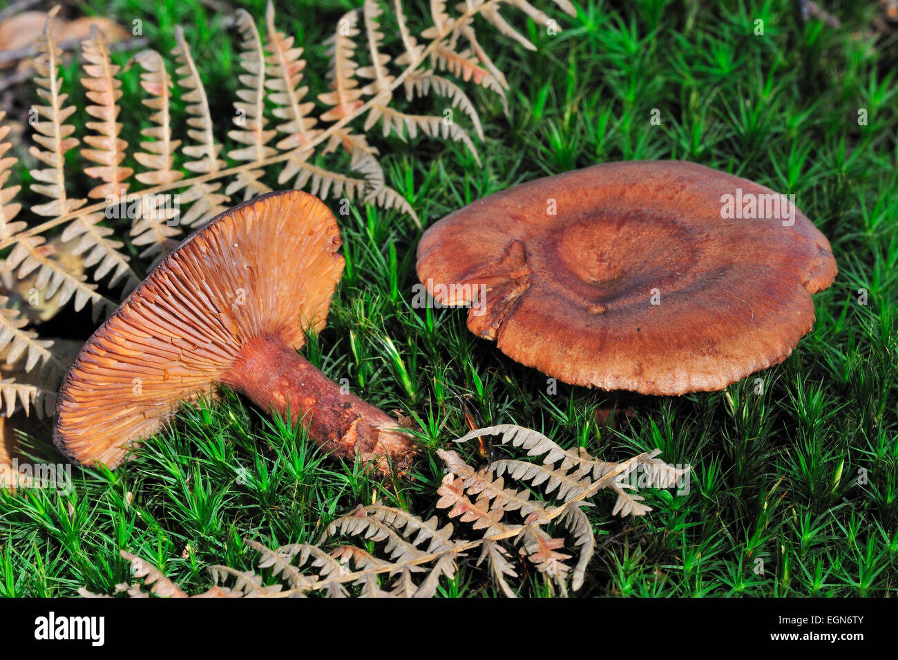 Oak milkcap / oakbug milkcap / southern milkcap (Lactarius quietus ... Oak milkcap / oakbug milkcap / southern milkcap (Lactarius quietus ...