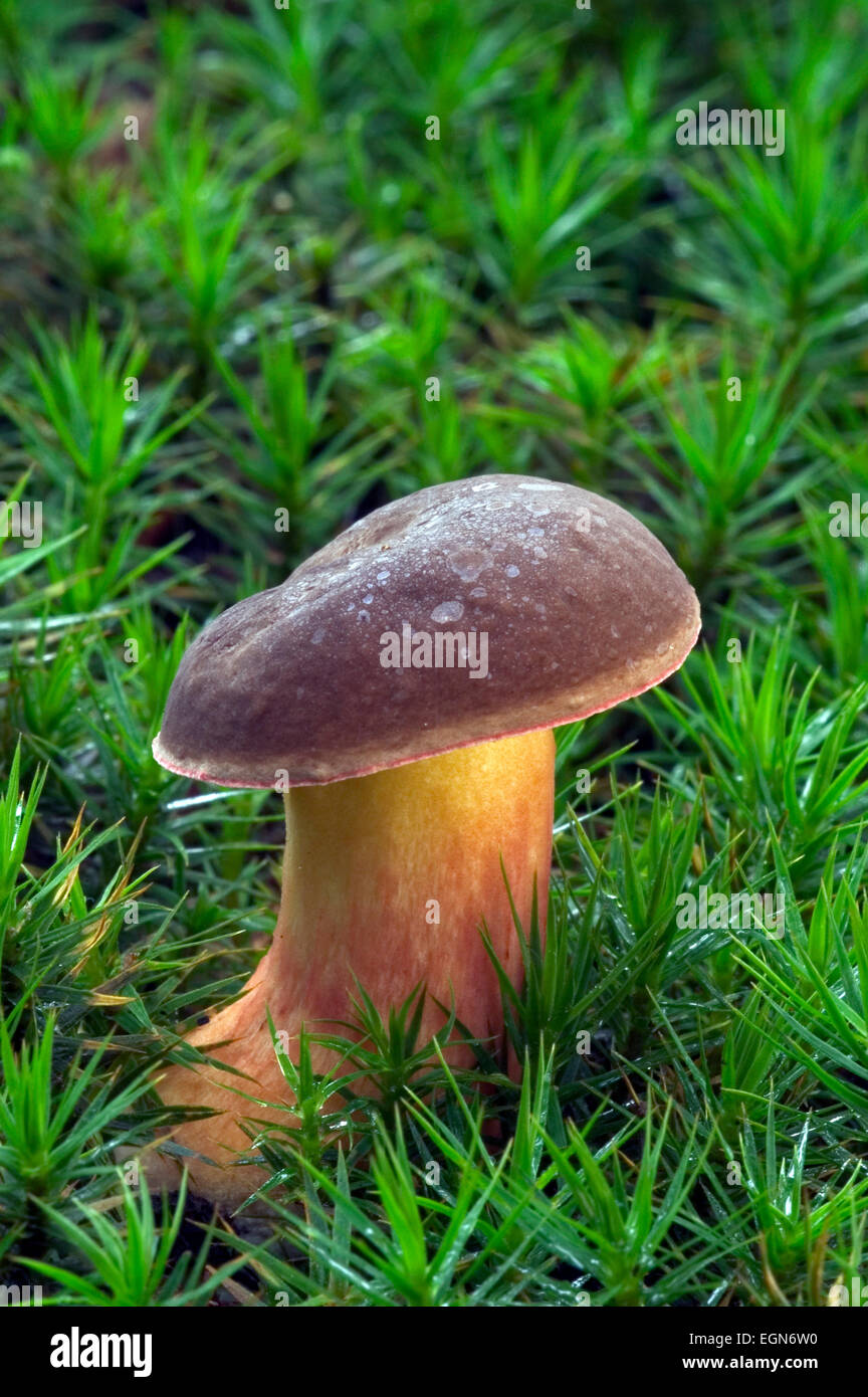 Bay bolete fungus (Xerocomus badius / Boletus badius) among moss Stock ...