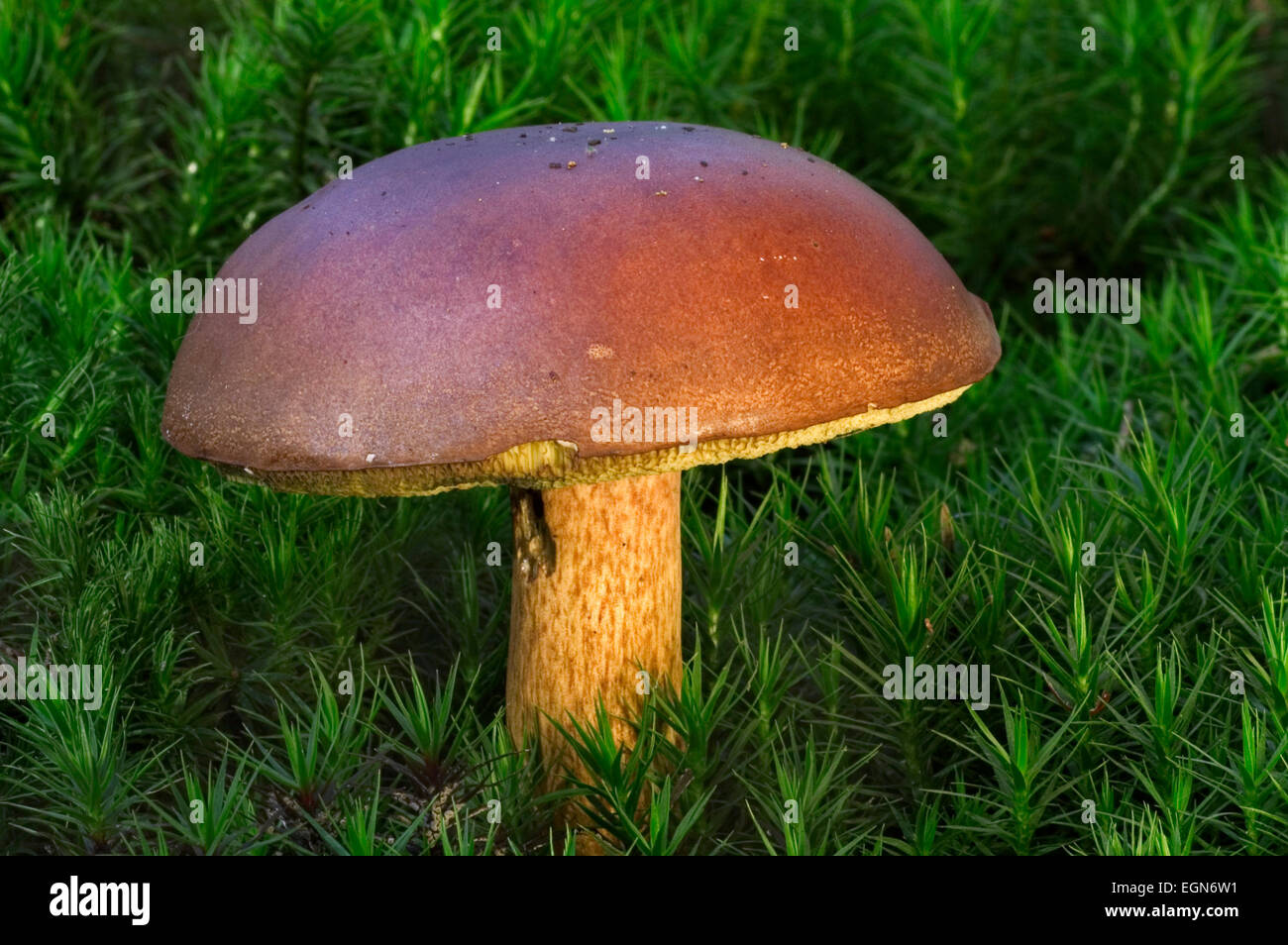 Bay bolete fungus (Xerocomus badius / Boletus badius) among moss Stock ...