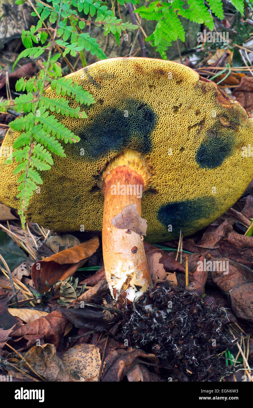 Bay bolete fungus (Xerocomus badius / Boletus badius) showing underside ...