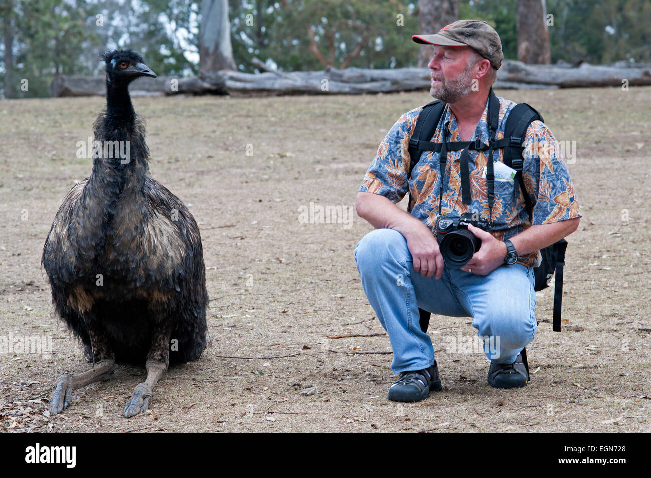 An emu with a male photographer at the Lone Pine Koala Sanctuary ...