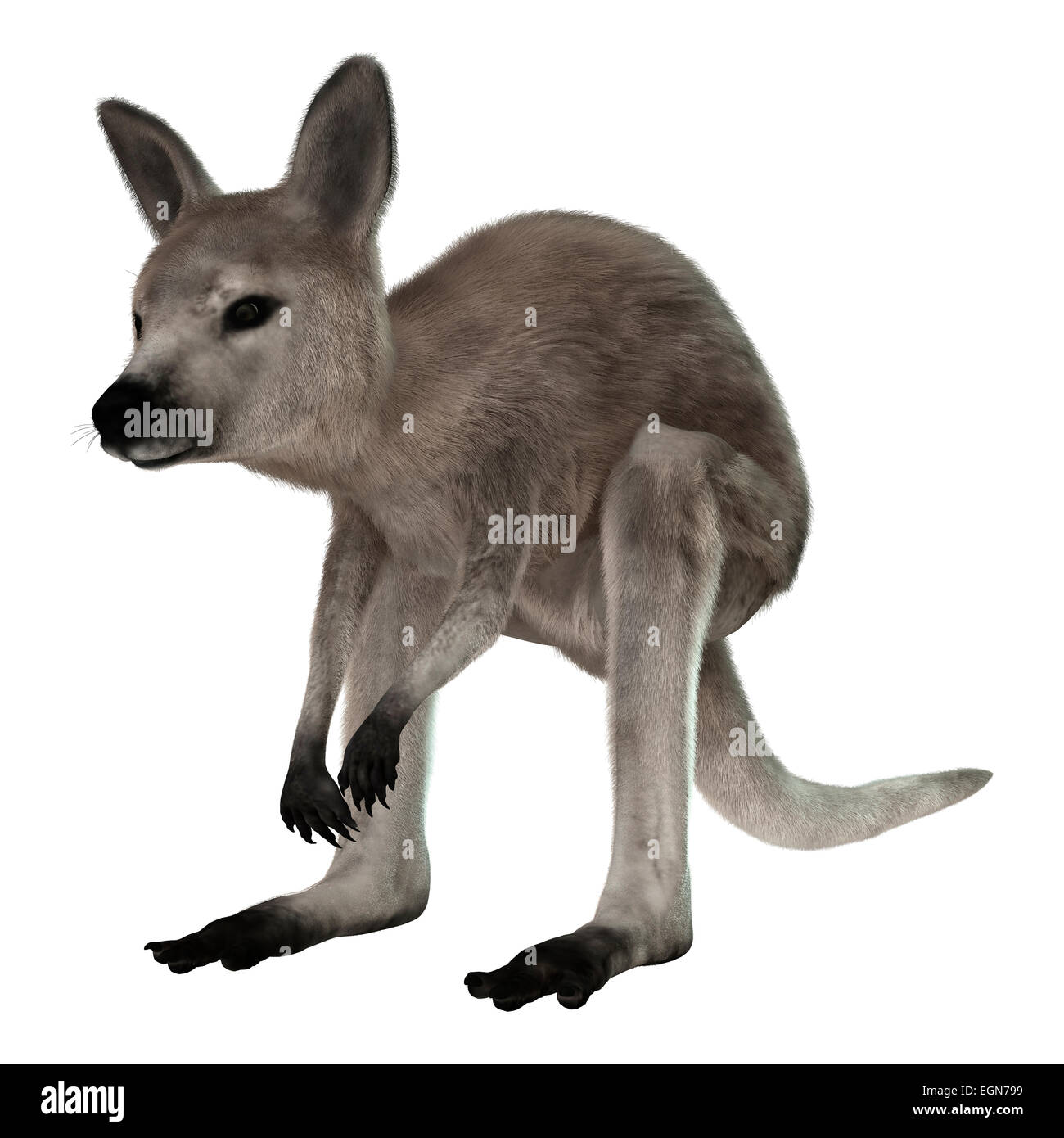 Kangaro hi-res stock photography and images - Alamy