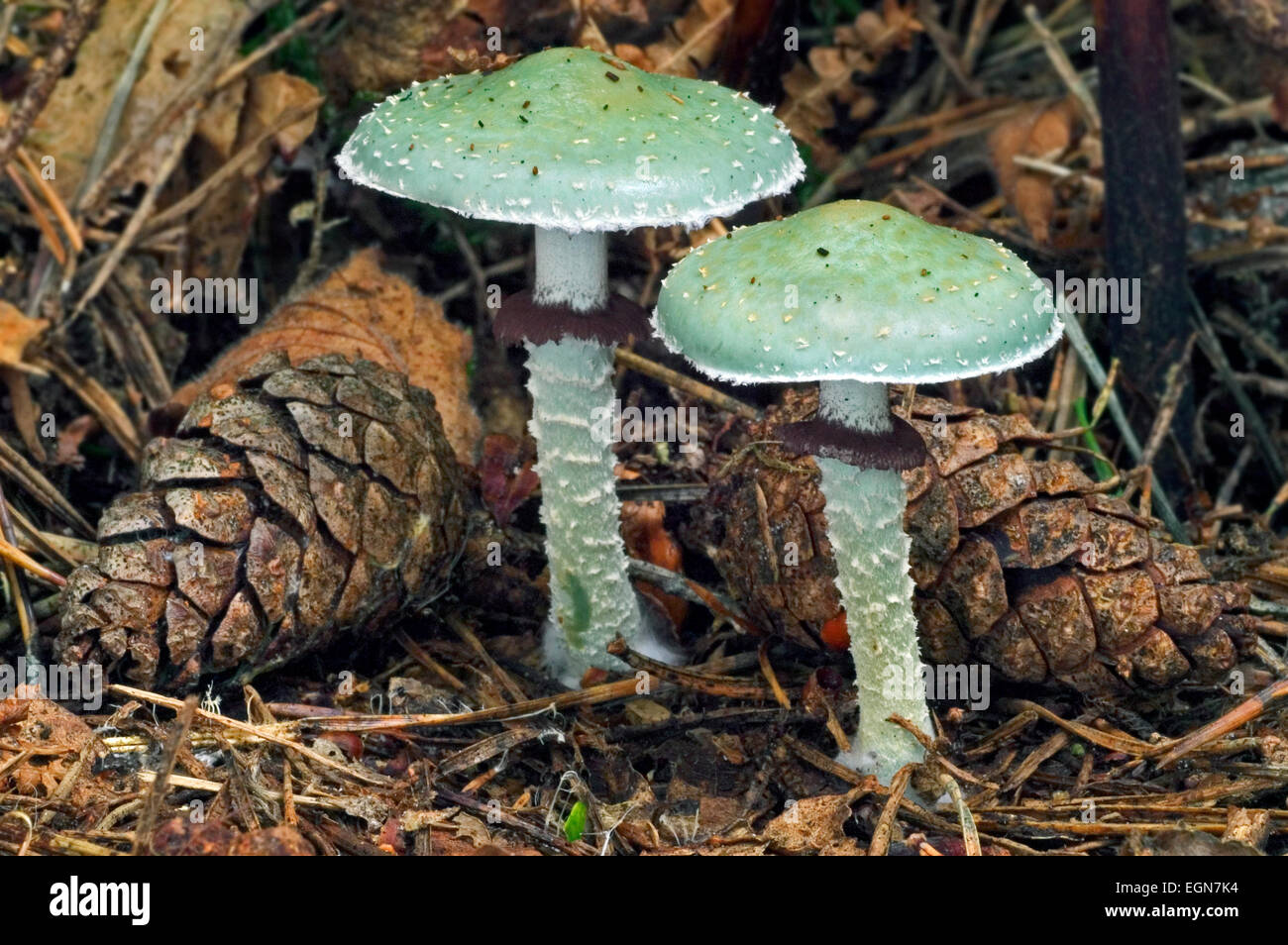 Verdigris agaric (Stropharia aeruginosa) mushrooms in coniferous forest ...
