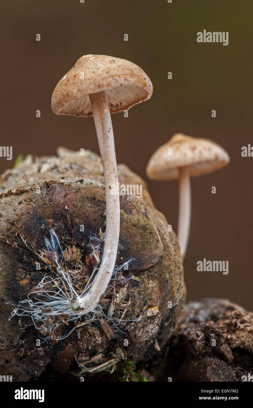 Conifercone cap (Baeospora myosura / Collybia myosura) growing on ...