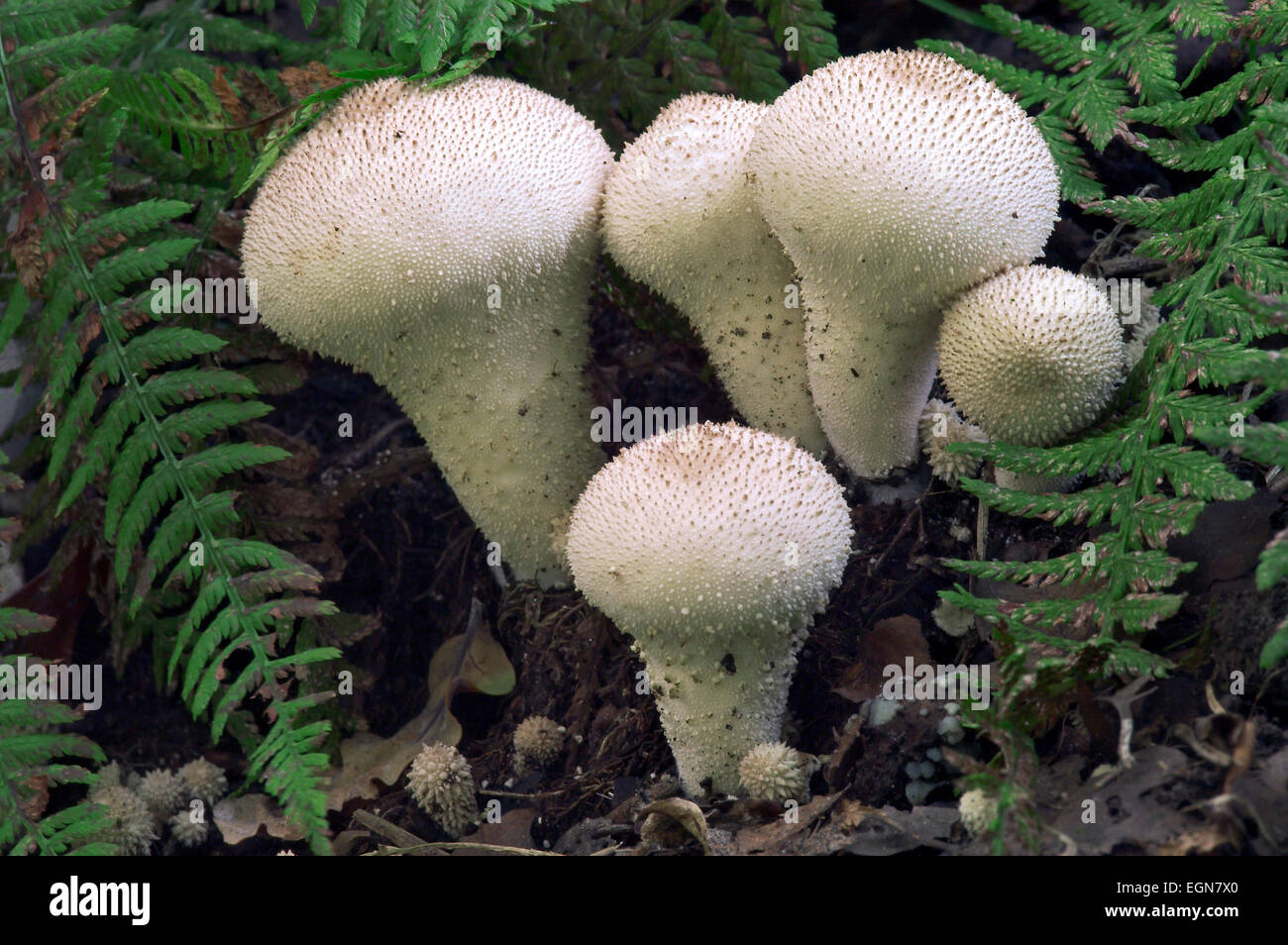 Common puffball / warted puffball / gem-studded puffball / devil's ...