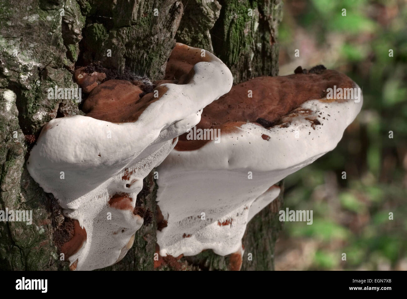 Artist's Bracket / Artist's Conk / Flacher Lackporling (Ganoderma ...