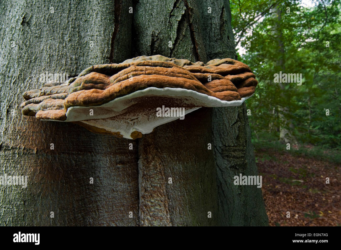 Artist's Bracket / Artist's Conk / Flacher Lackporling (Ganoderma ...