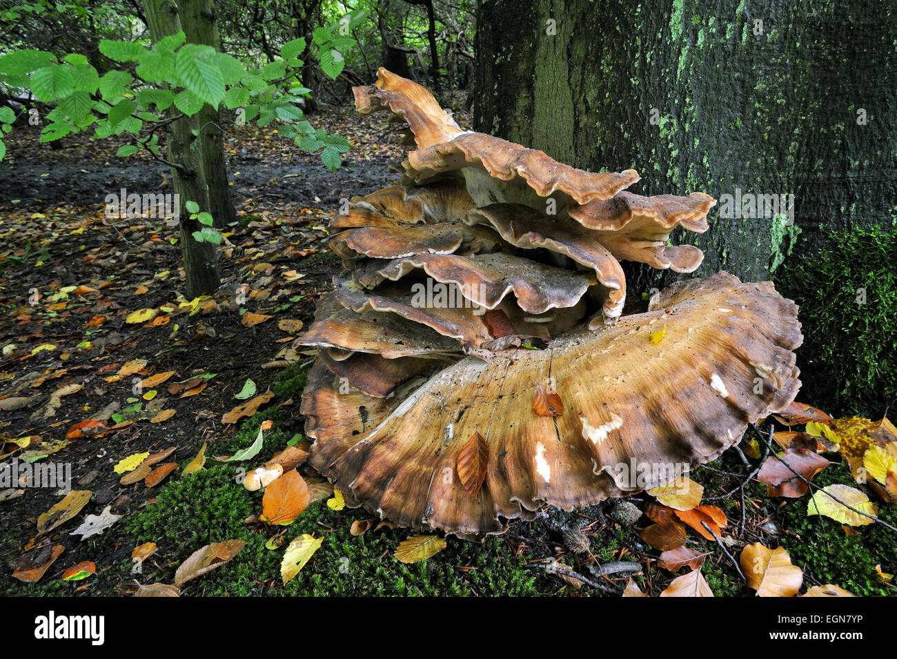 Black staining polypore hi-res stock photography and images - Alamy