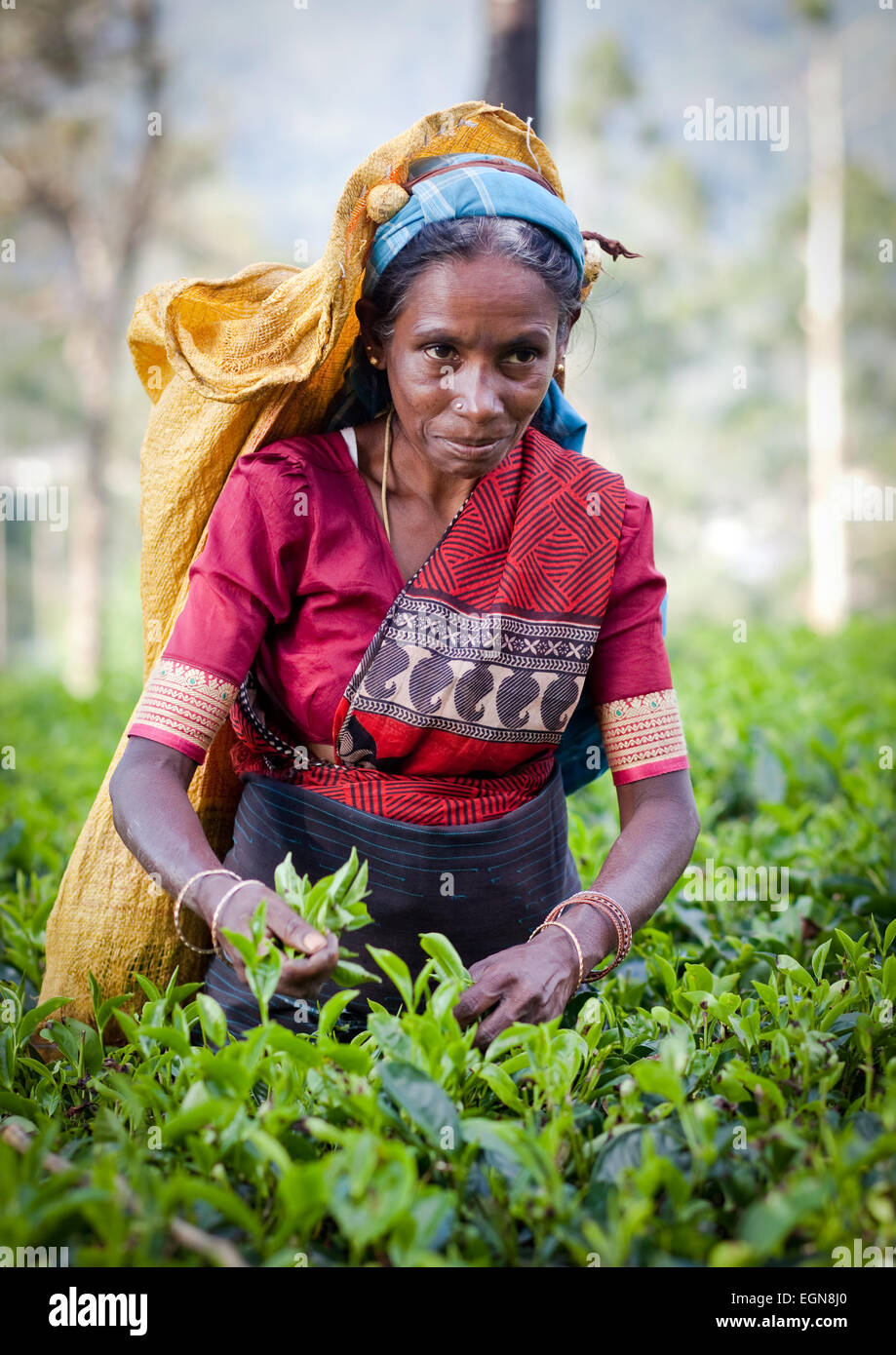 Female tea picker in tea plantation in Maskeliya Stock Photo - Alamy
