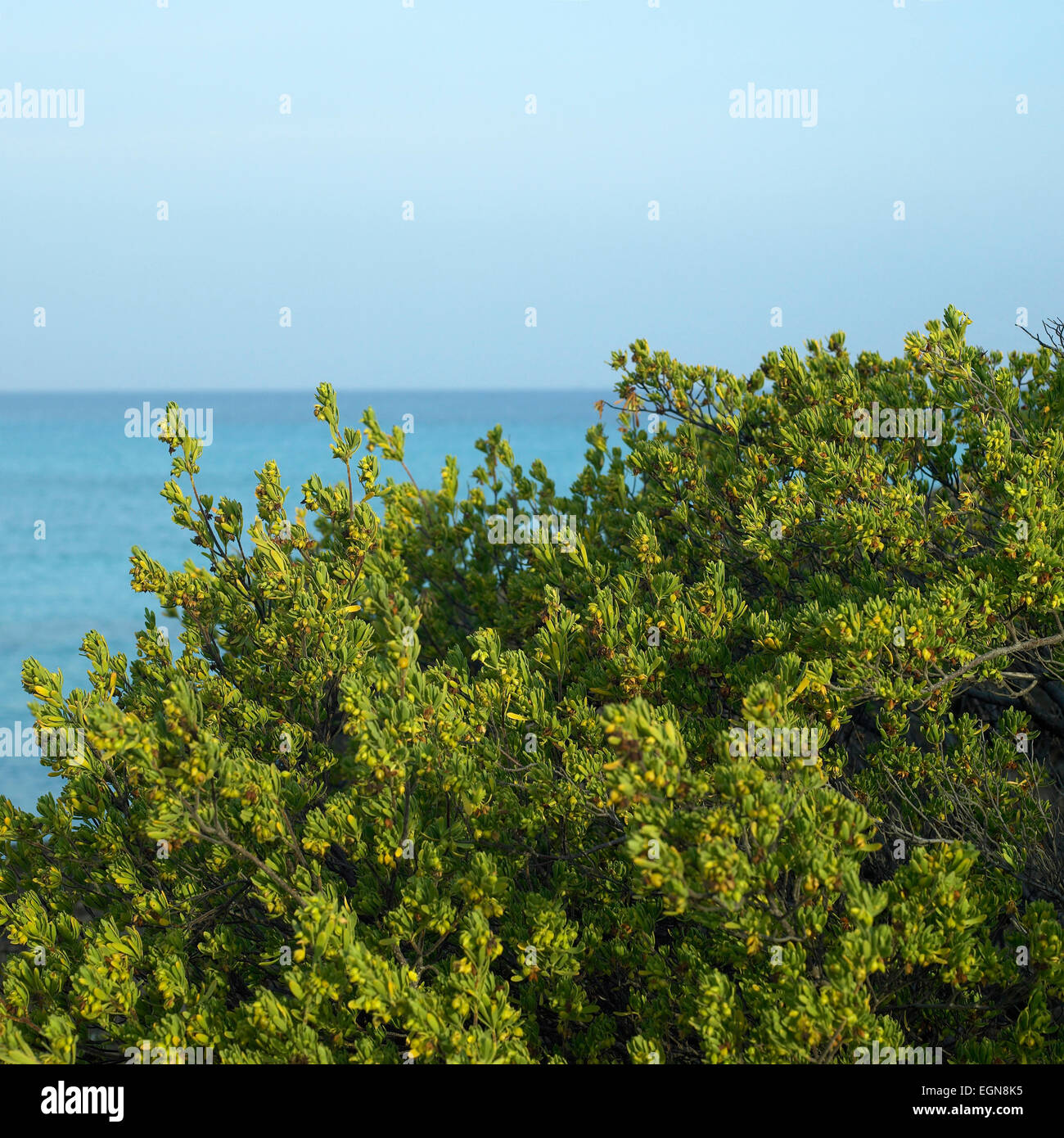 Green bushes on a cliff with blue ocean Stock Photo - Alamy