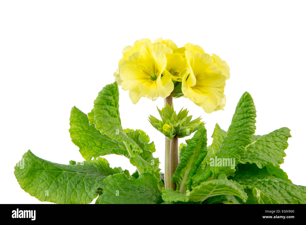 Primrose flower hi-res stock photography and images - Alamy