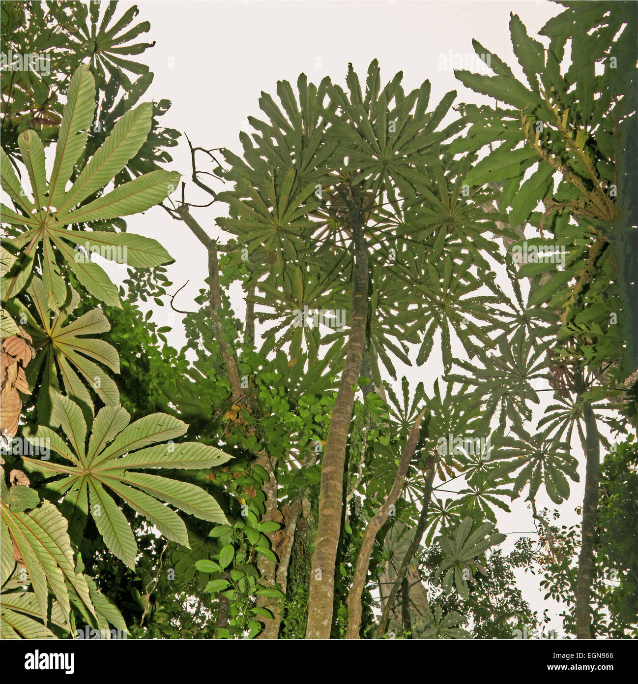 Cecropia hi-res stock photography and images - Alamy