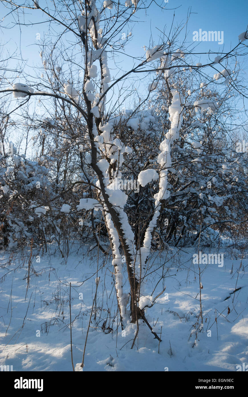 Tree with snow in the woods Stock Photo - Alamy