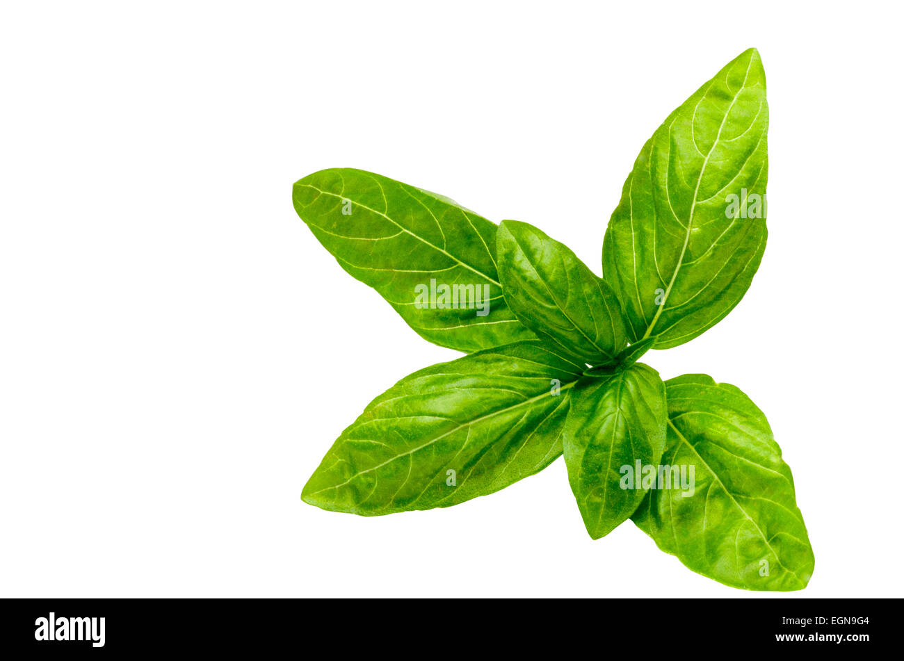 bunch of green leaves of basil isolated as background Stock Photo - Alamy