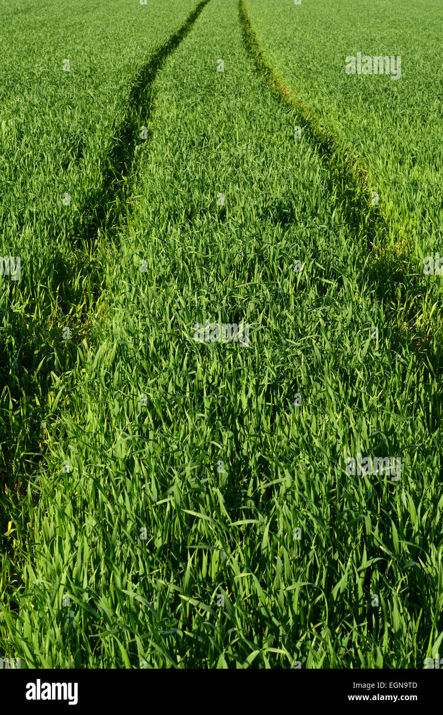 Tracks In A Field Of Crops Stock Photo - Alamy