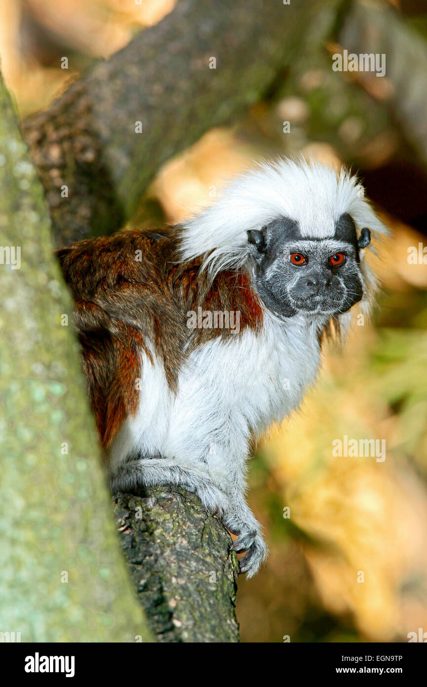 Cotton top tamarin saguinus oedipus hi-res stock photography and images ...