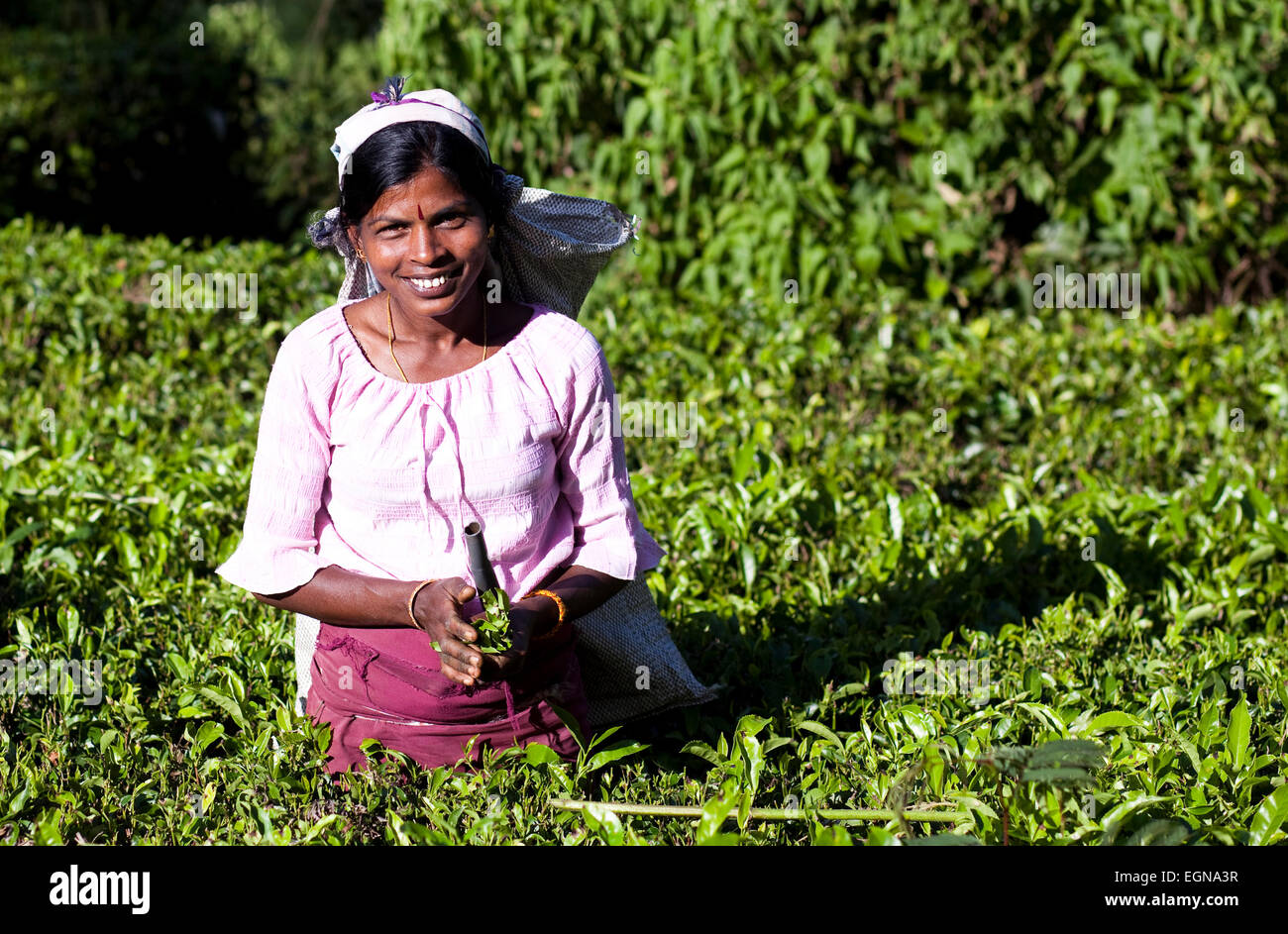 Indian tea picker hi-res stock photography and images - Alamy