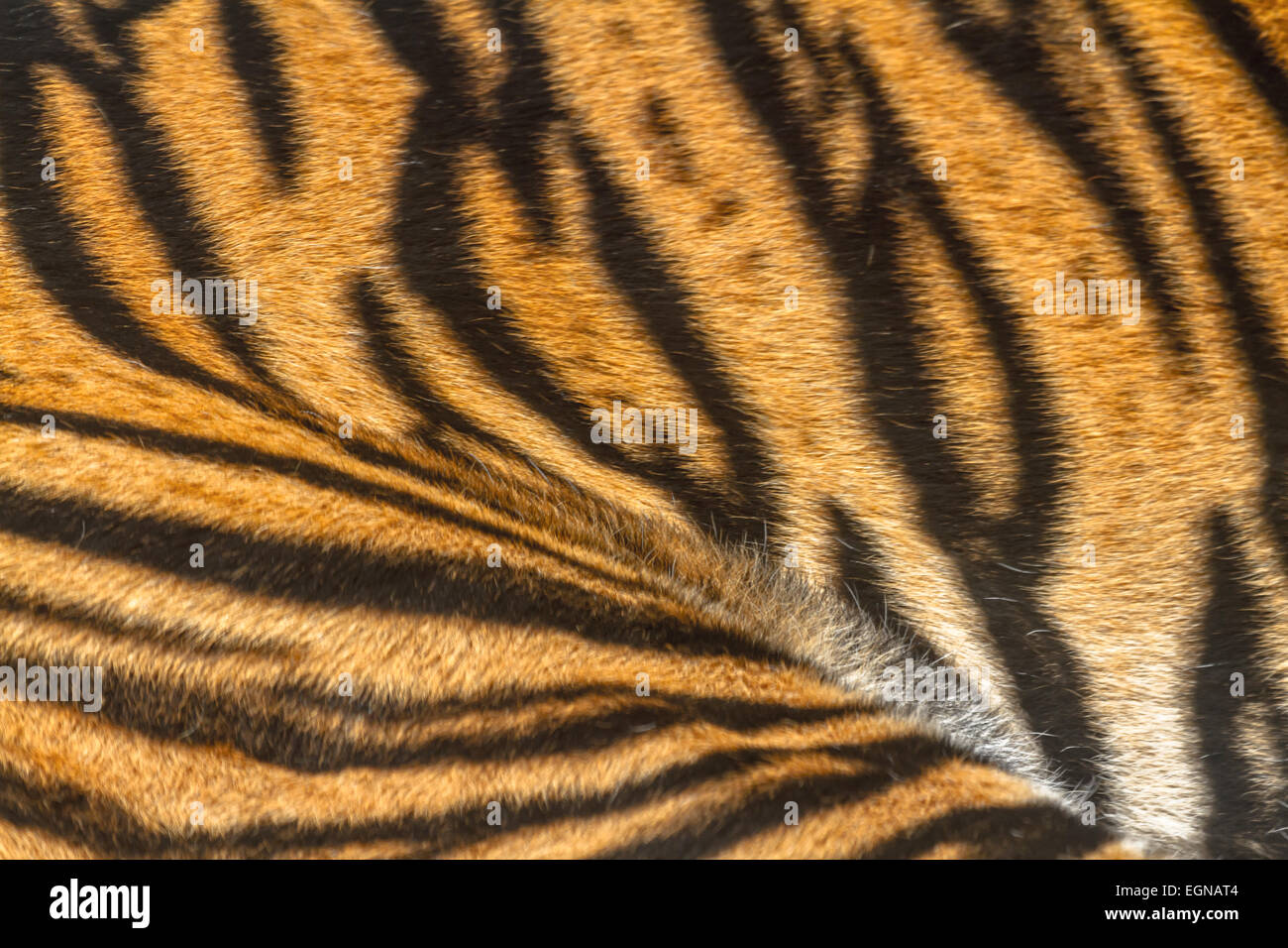 Fantastic detail of the fur of a Bengal tiger Stock Photo - Alamy