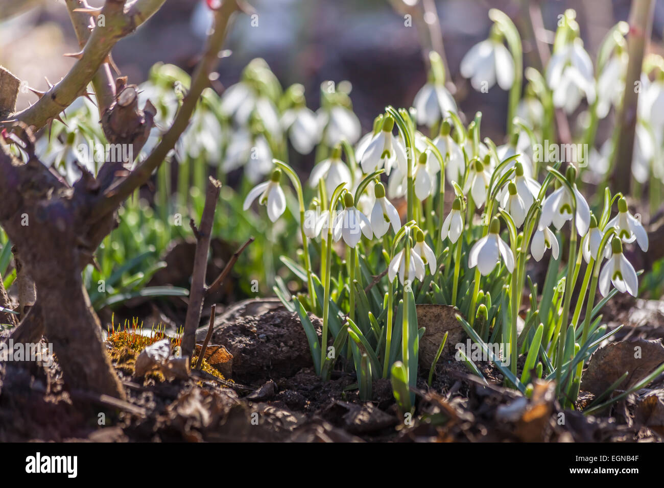 The winter sun hi-res stock photography and images - Alamy