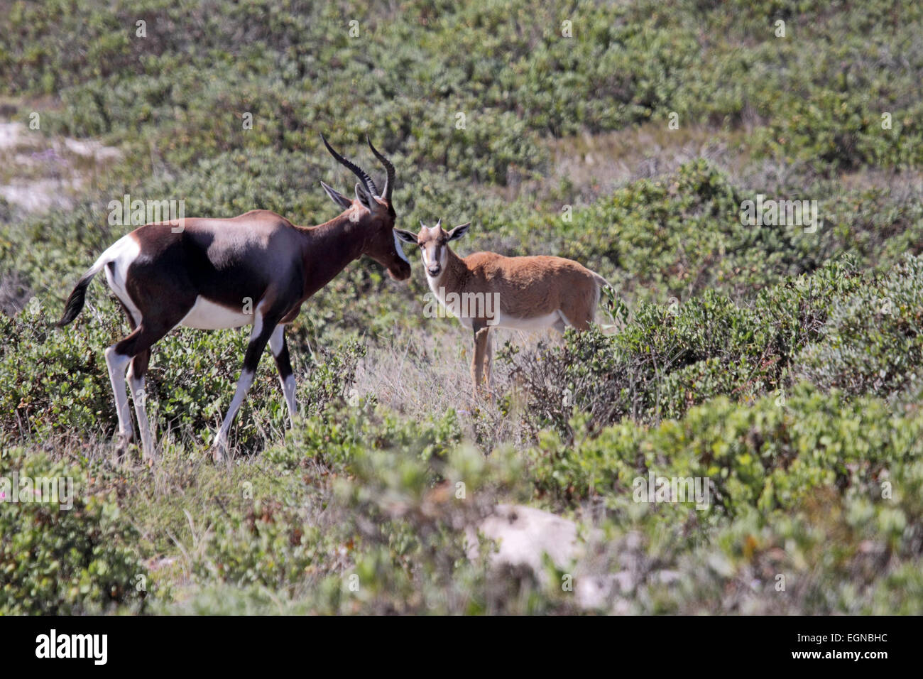 Bontebok Damaliscus Dorcas High Resolution Stock Photography and Images ...