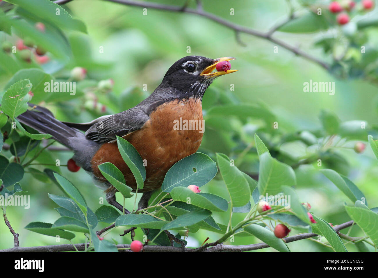 American robin eating serviceberry Stock Photo - Alamy