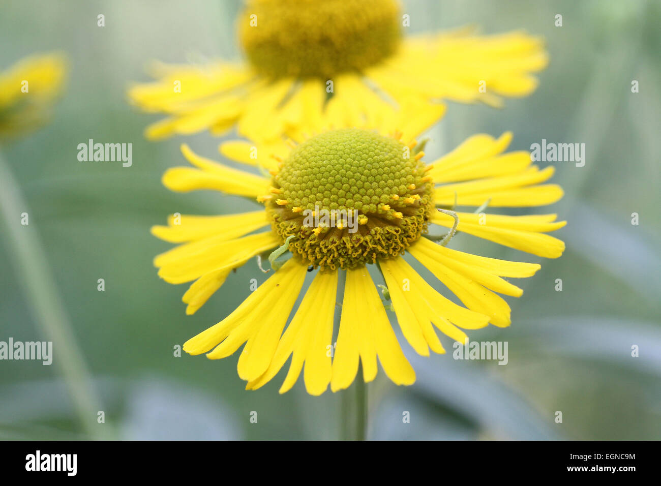 Helenium autumnale sneezeweed hi-res stock photography and images - Alamy